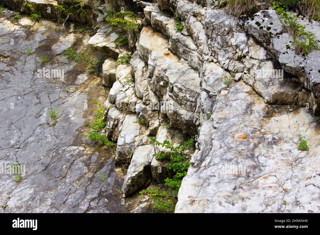 Trees and grass grow on the rock. Nature wallpaper. Rock on a ...