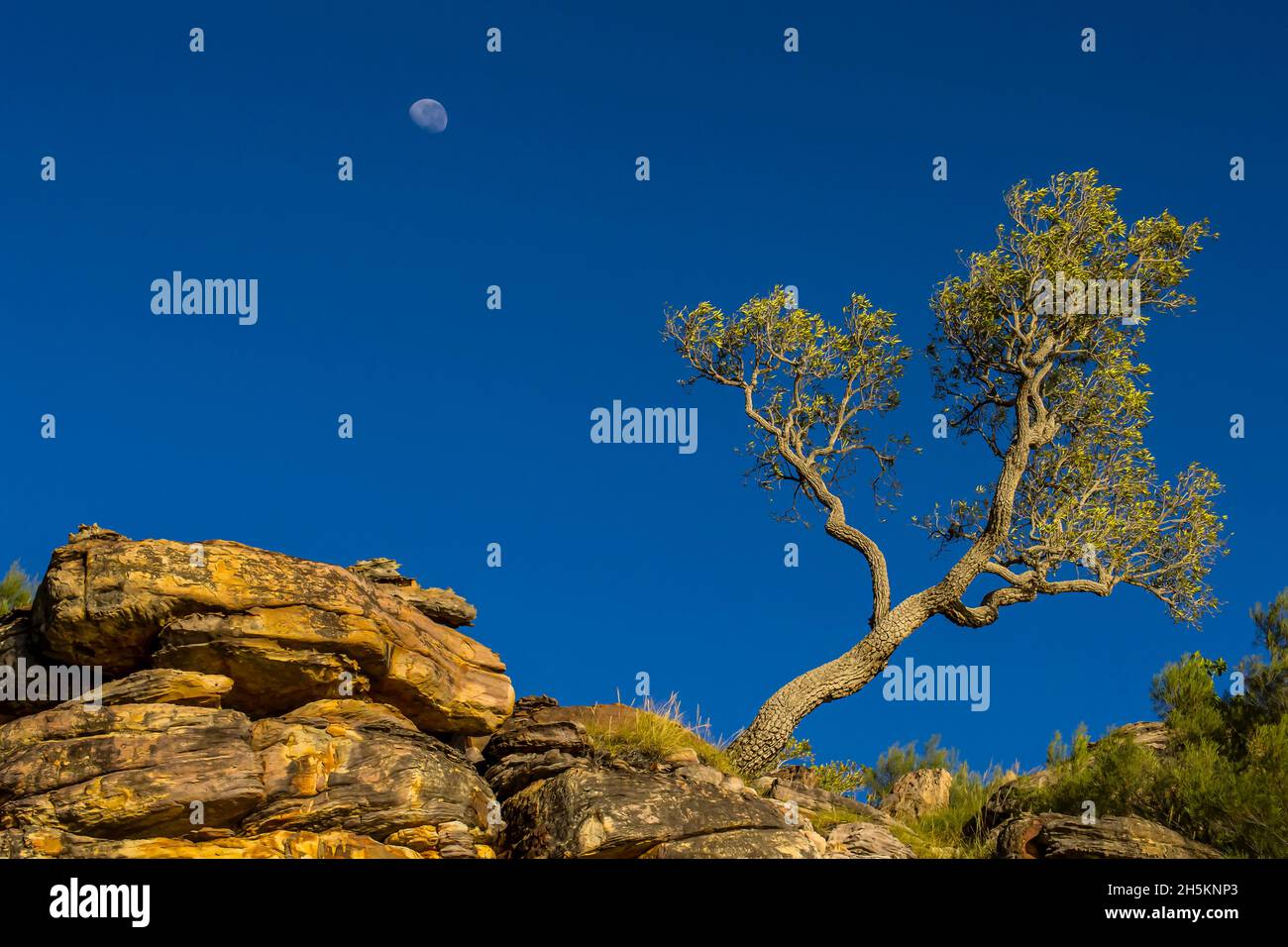 A low angle view of a moon behind a sculptured tree near the King ...