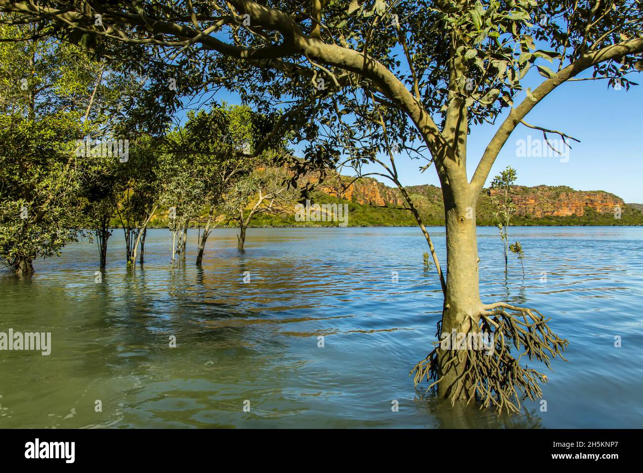 A Tea Mangrove (Pelliciera rhizophorae) near the Hunter River in the ...