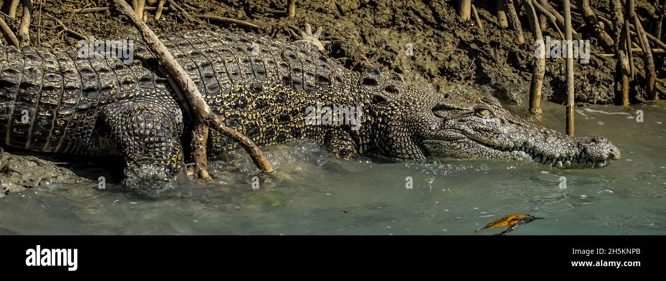 Crocodile side view hi-res stock photography and images - Alamy