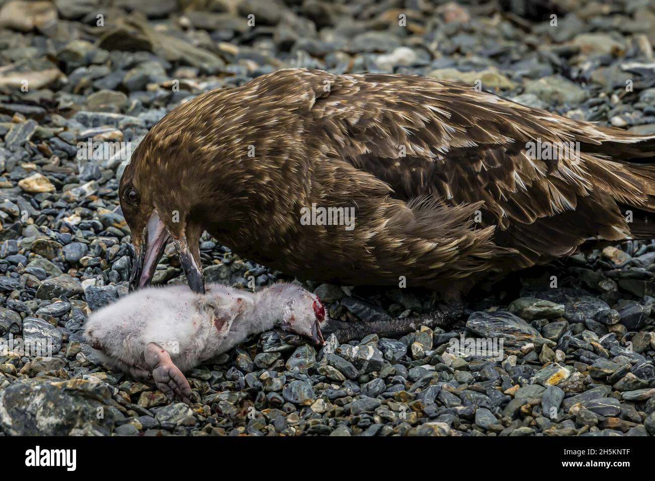 A Brown Skua eating a penguin chick near Elephant Island, Antarctica ...