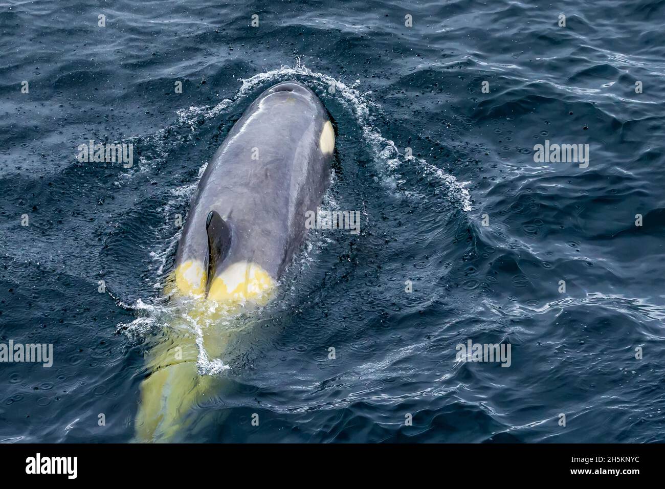 A female Killer Whale near Cuverville Island in the Southern Ocean ...
