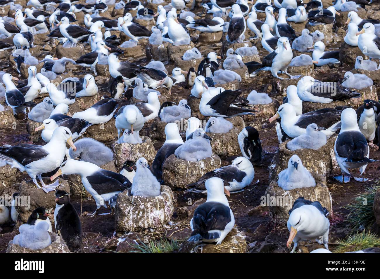 World's largest colony of Black-browed Albatross on Steeple Jason ...