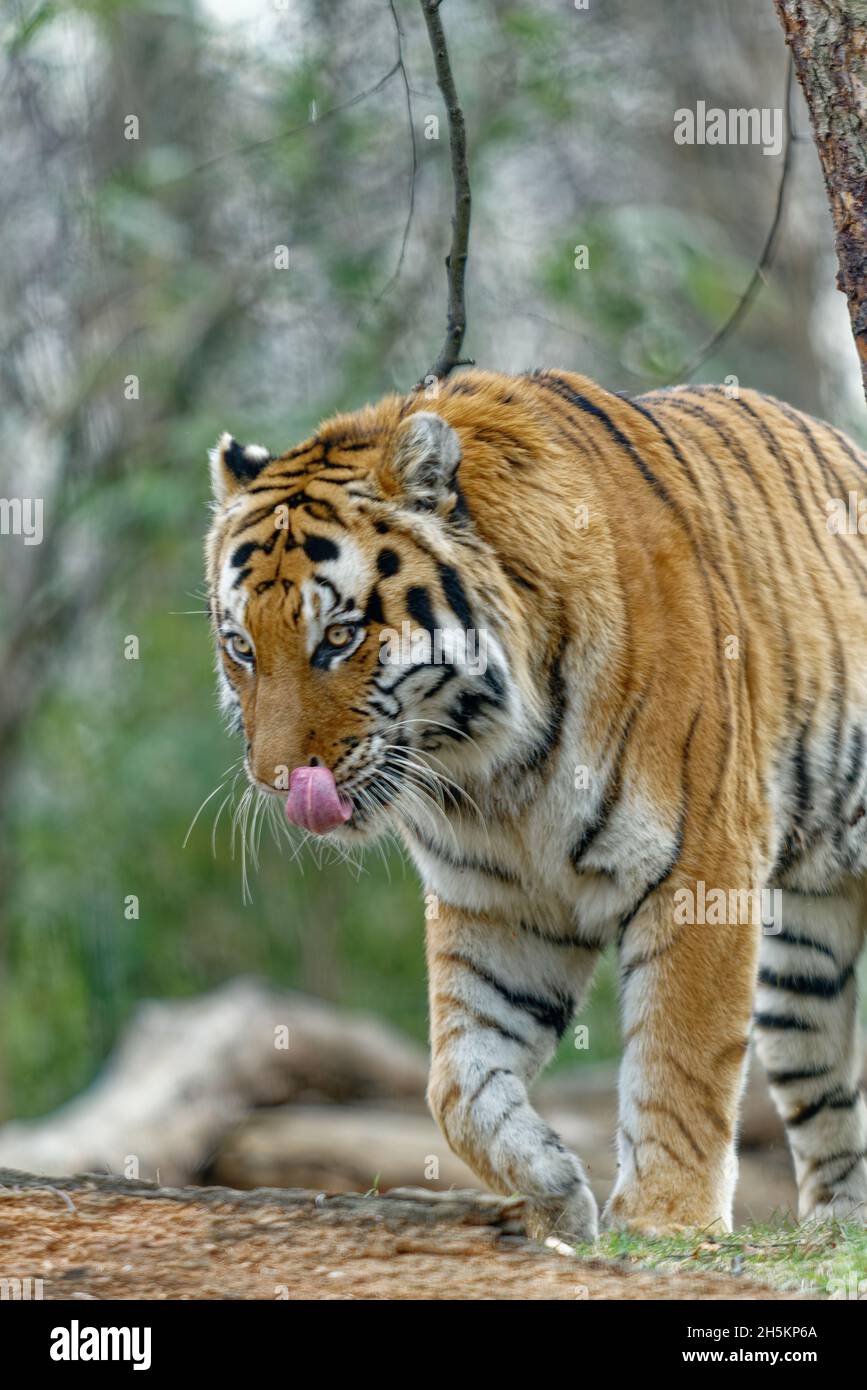 Beautiful shot of the wild dangerous tiger walking in the jungle and ...