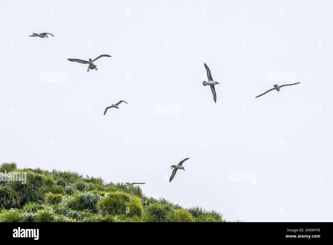 Gray-headed Albatross in flight near Elsehul Bay in South Georgia ...