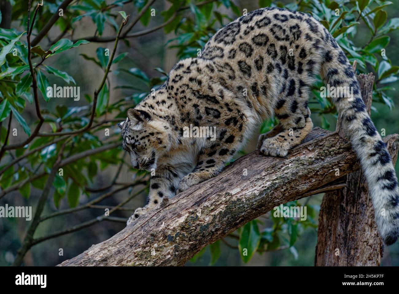 Beautiful shot of the wild dangerous cheetah going down on a tree ...