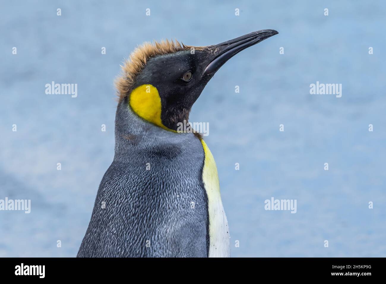Penguins With Fohawk