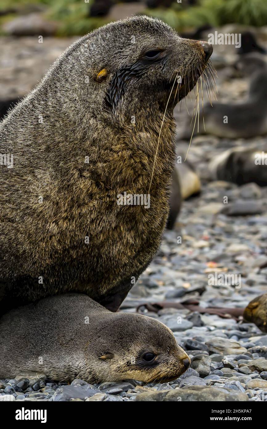 Fur Seal Mating High Resolution Stock Photography and Images - Alamy