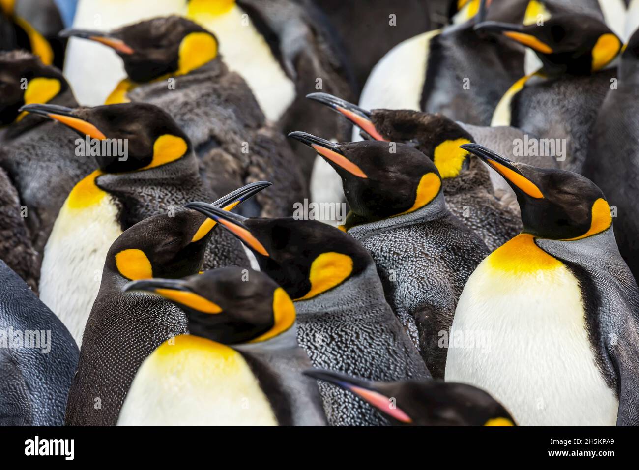 A close up of a large group of King Penguins near Gold Harbor in South ...