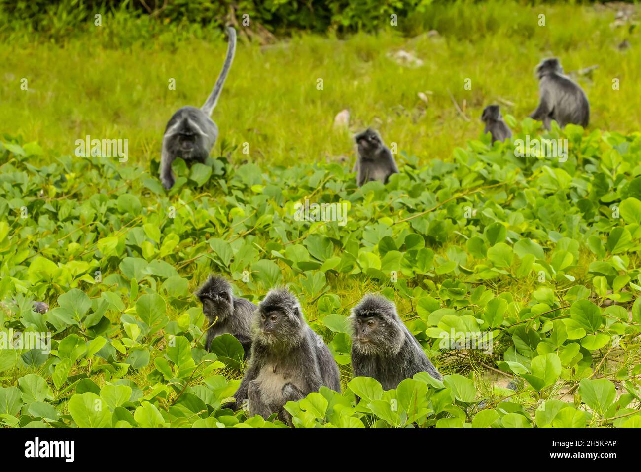 A troop of silver leaf monkeys, Trachypithecus cristatus, or silvery ...