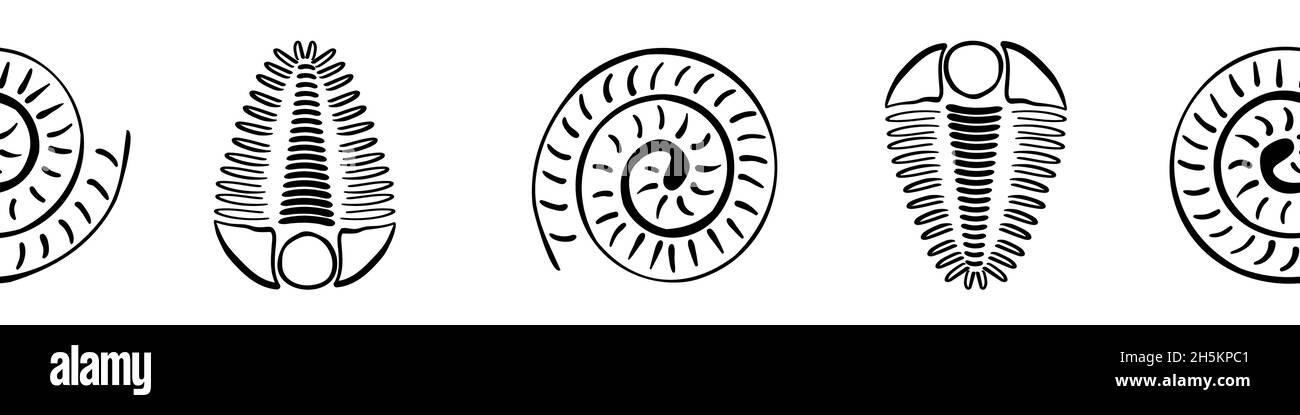 Ammonite trilobite vector seamless border. Hand drawn banner of spiral ...