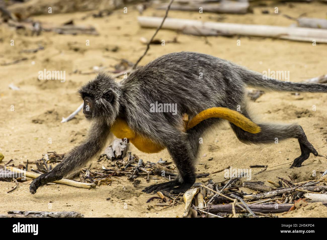 A silver leaf monkey, Trachypithecus cristatus, or silvery Lutung ...
