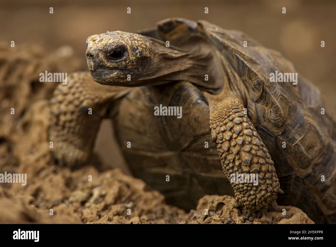 Tortoises anatomy hi-res stock photography and images - Alamy