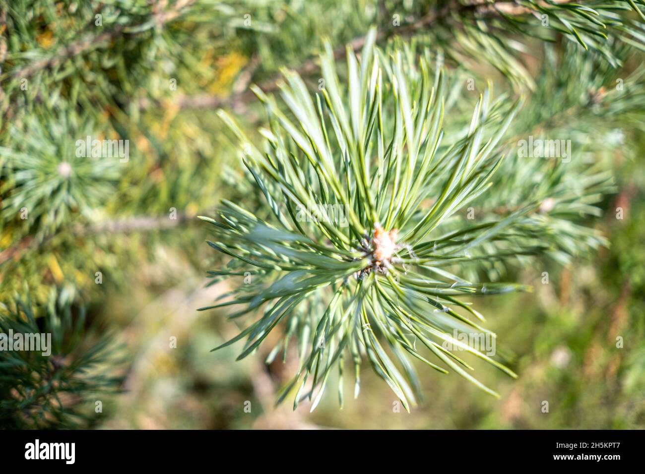 Closeup shot of a pine tree branch growing in the forest on a sunny day ...