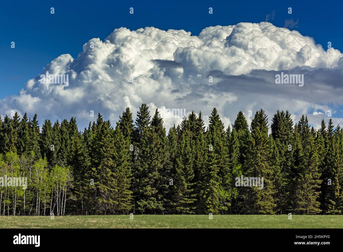 Evergreen formation hi-res stock photography and images - Alamy