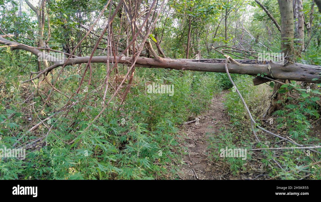 beautiful view of the old trees on the grassy field in the countryside ...