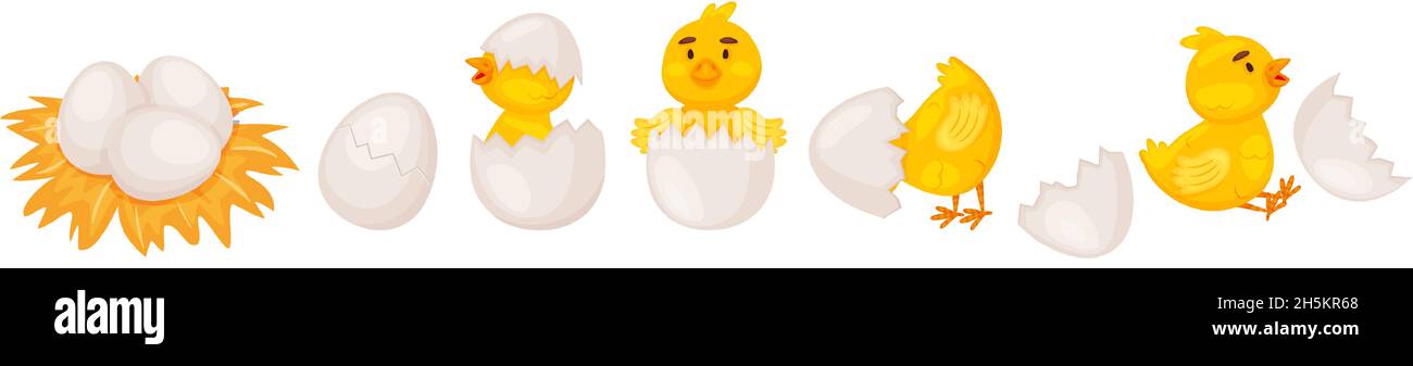 Chick hatching from egg in nest Cut Out Stock Images & Pictures - Alamy