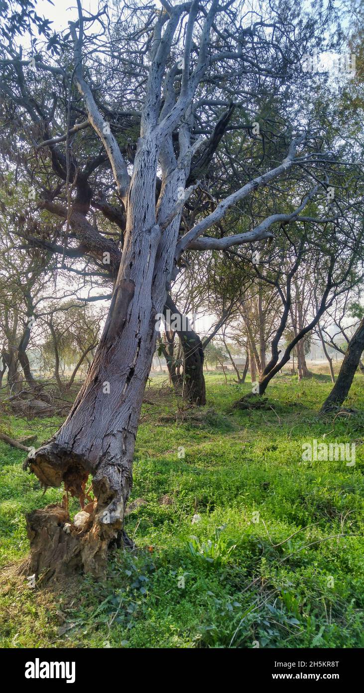 beautiful view of the old tall trees on the grassy field in the ...