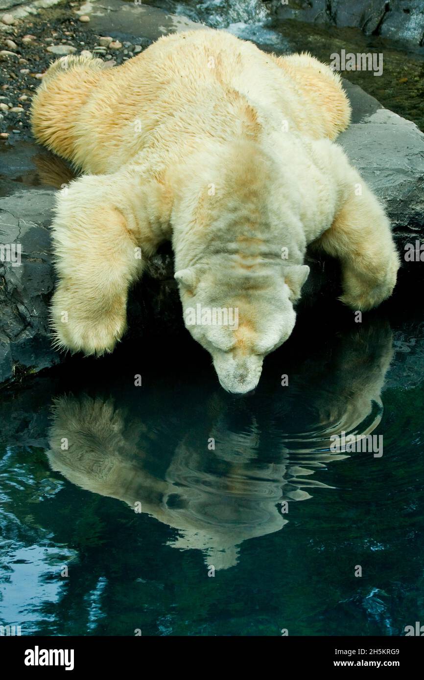 A polar bear drinks from a pool of water at the Central Park Zoo Stock ...