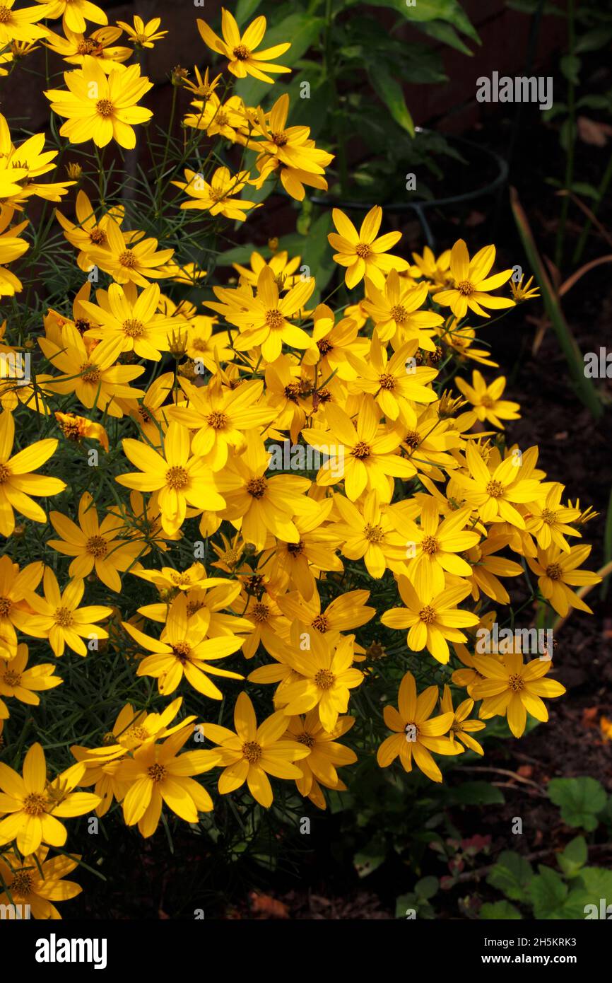 Coreopsis Verticillata Zagreb High Resolution Stock Photography and ...