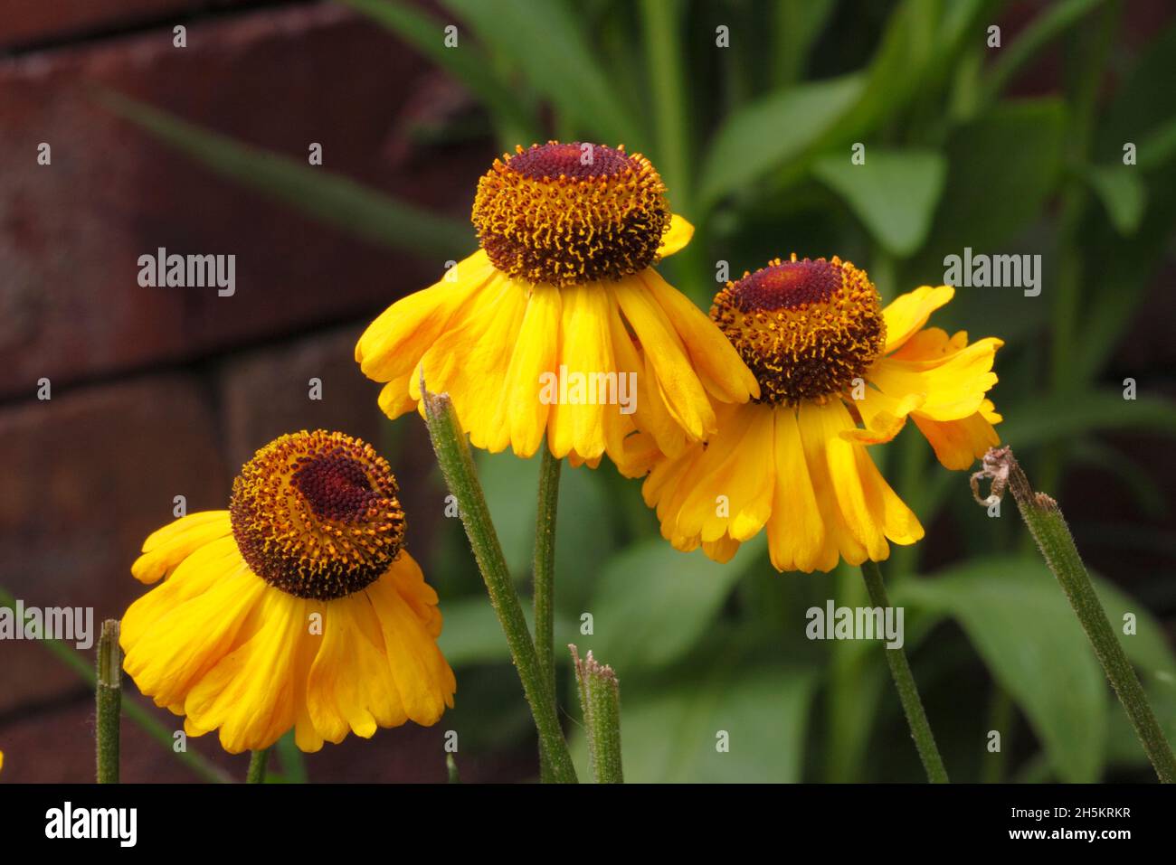 Windley hi-res stock photography and images - Alamy