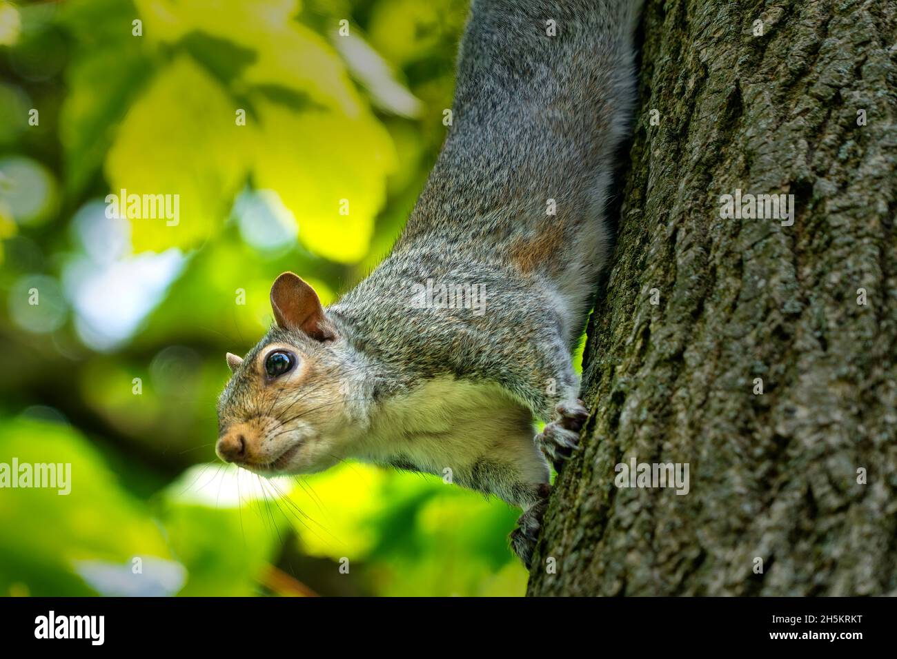 Grey squirrel tree hi-res stock photography and images - Alamy