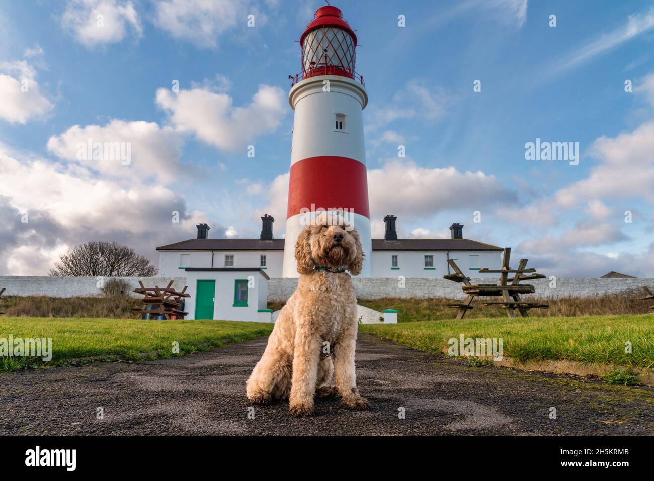 Souter lighthouse dog hi-res stock photography and images - Alamy