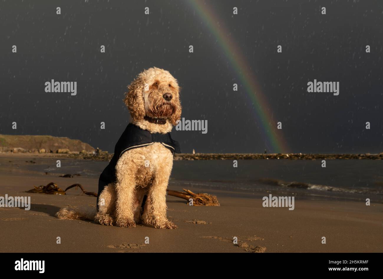A blond cockapoo dog sits on a beach at the water's edge with a ...