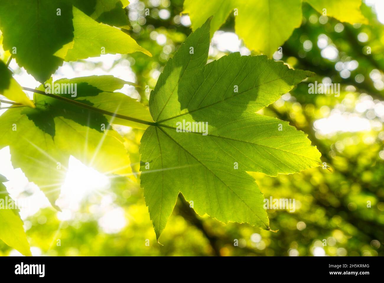 Backlit maple leaf detail hi-res stock photography and images - Alamy