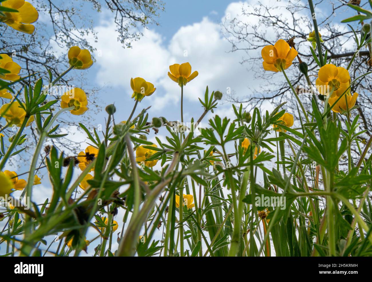 Buttercup in water hi-res stock photography and images - Alamy