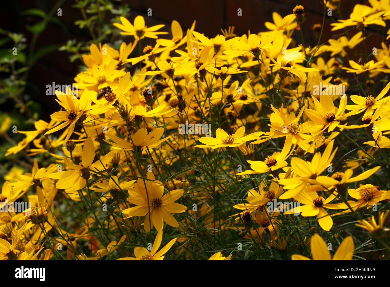 Coreopsis verticillata variety Zagreb, on fine ferny foliage Stock ...