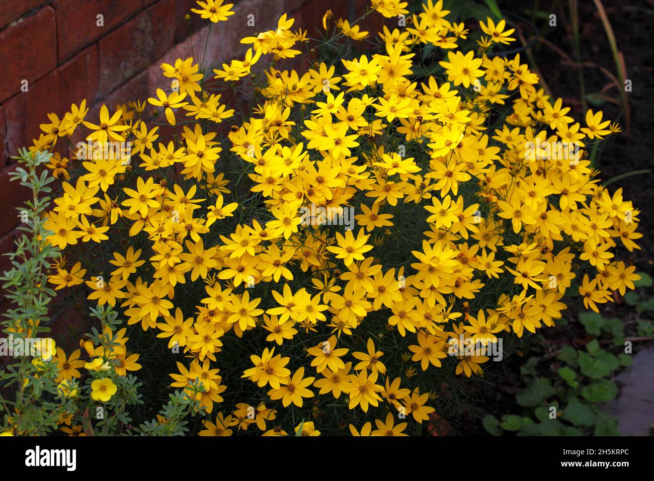 Coreopsis verticillata zagreb hi-res stock photography and images - Alamy