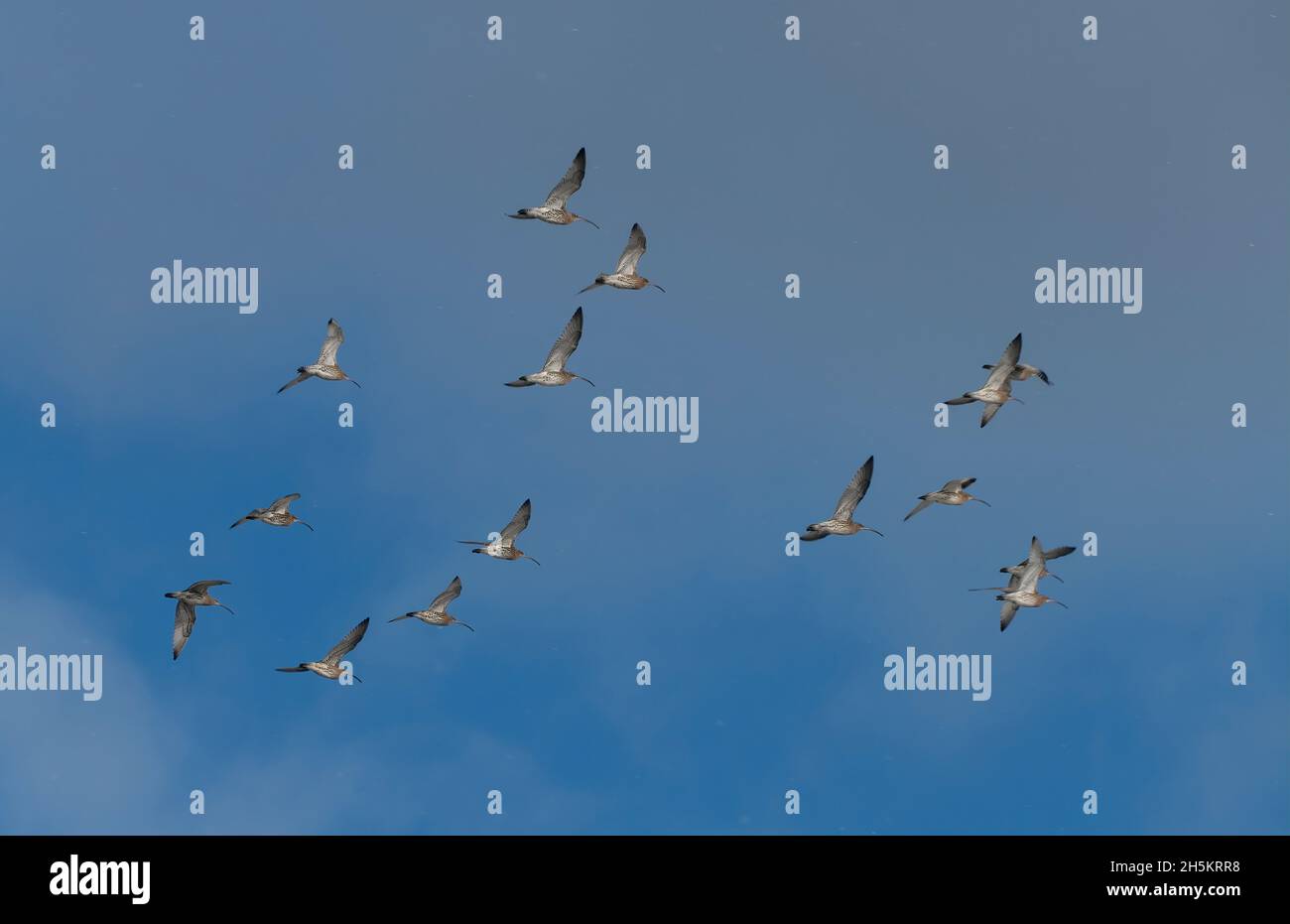 A flock of Curlews (Numenius) in flight in a blue sky with cloud; South ...