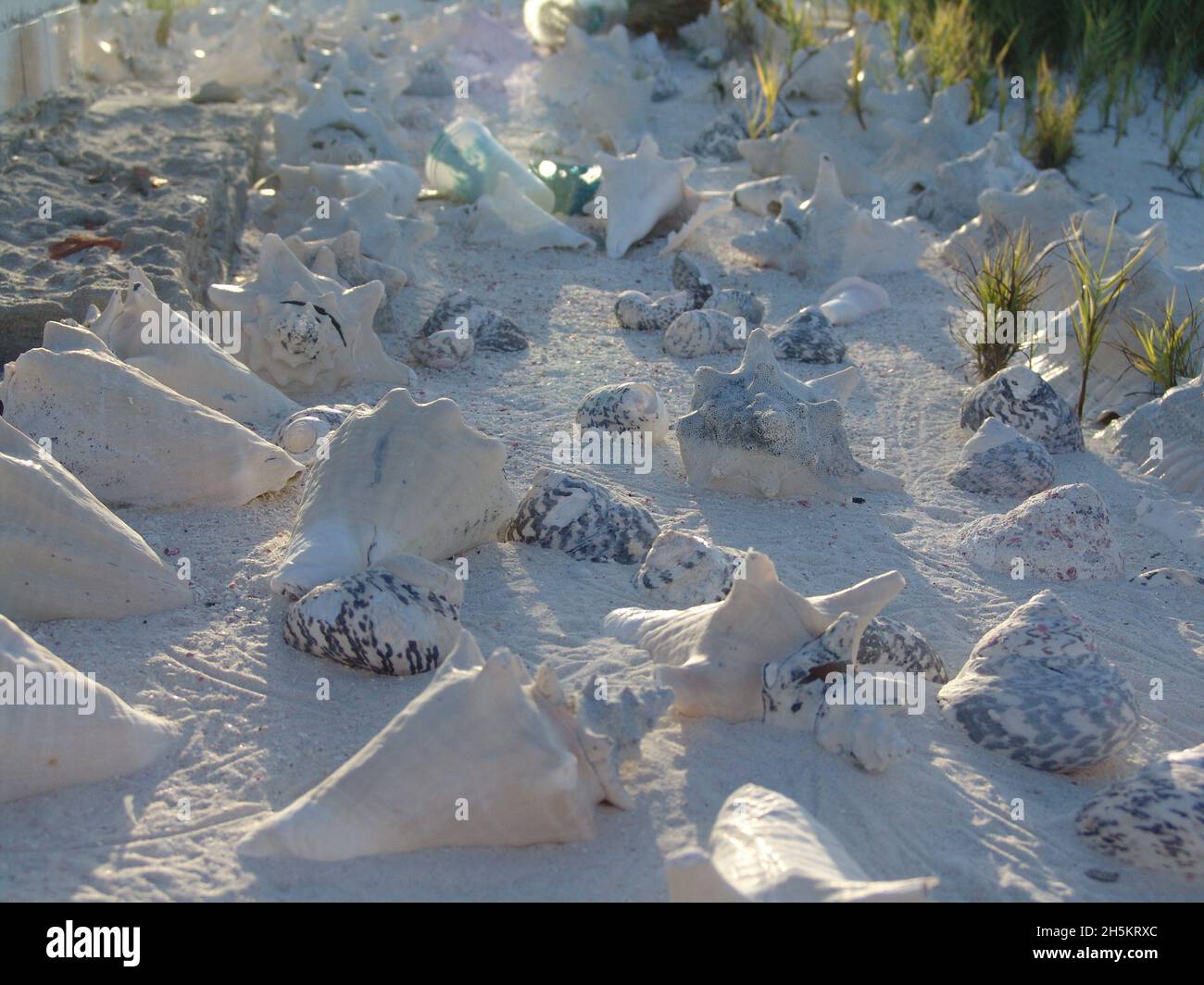 View of big seashells at the white sand beach under the sunlight Stock ...