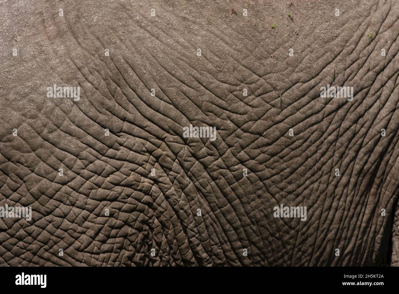 An elephant's hide Stock Photo - Alamy