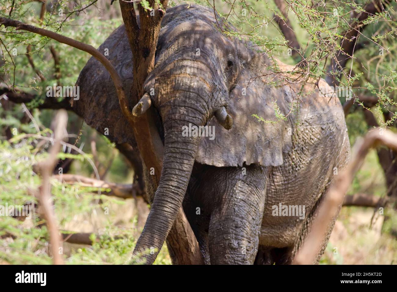 Elephant scratching on tree hi-res stock photography and images - Alamy