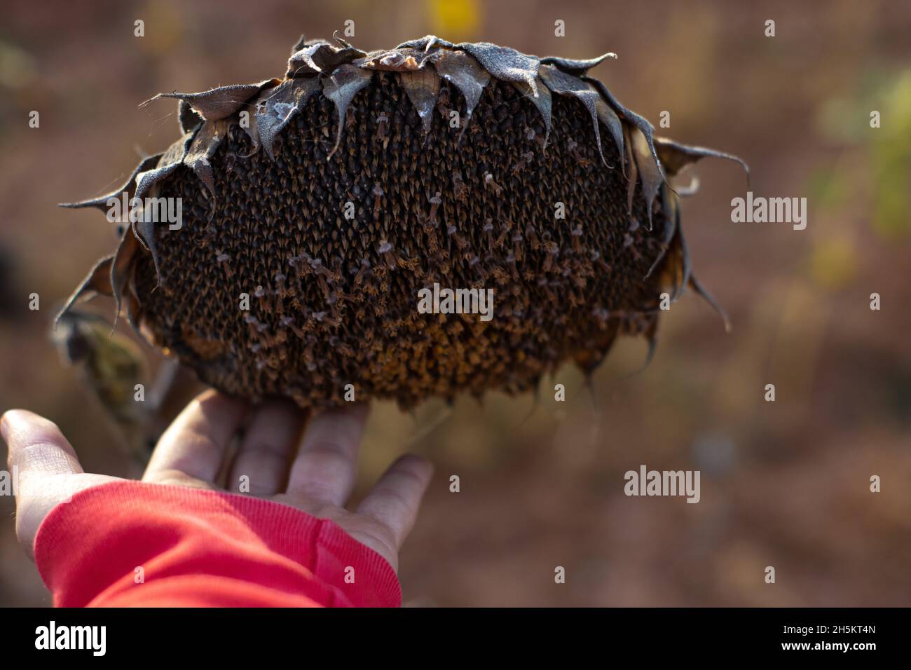 Rotten sunflower hi-res stock photography and images - Alamy