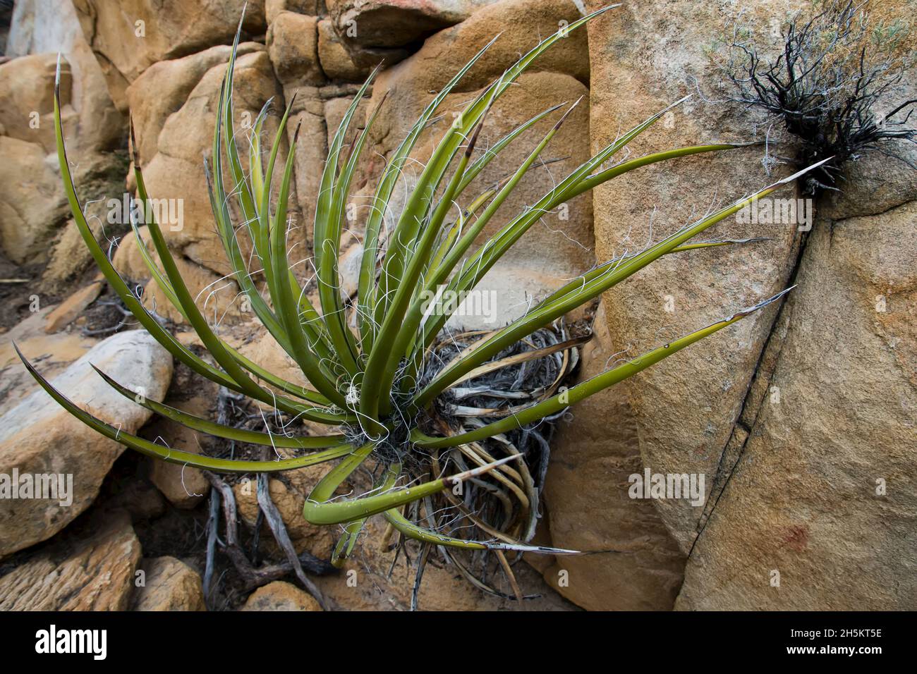 Tree roots crack hi-res stock photography and images - Alamy