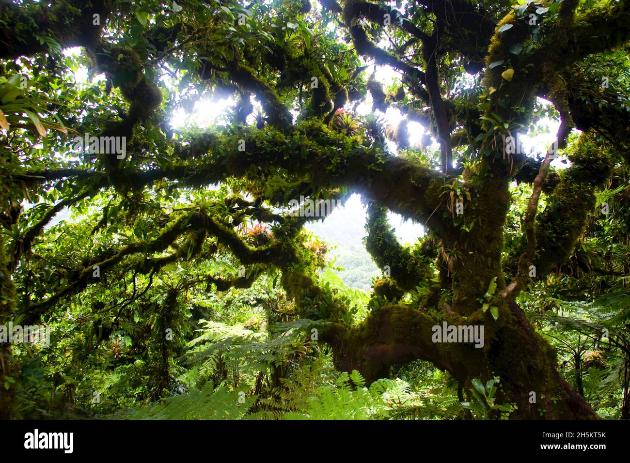 The cloud forests of Cocos Island give the trees a fuzzy appearance ...