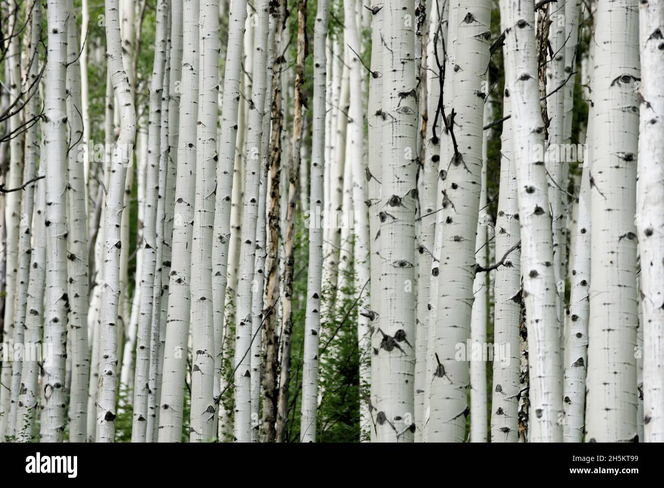 Row of aspen trees hi-res stock photography and images - Alamy