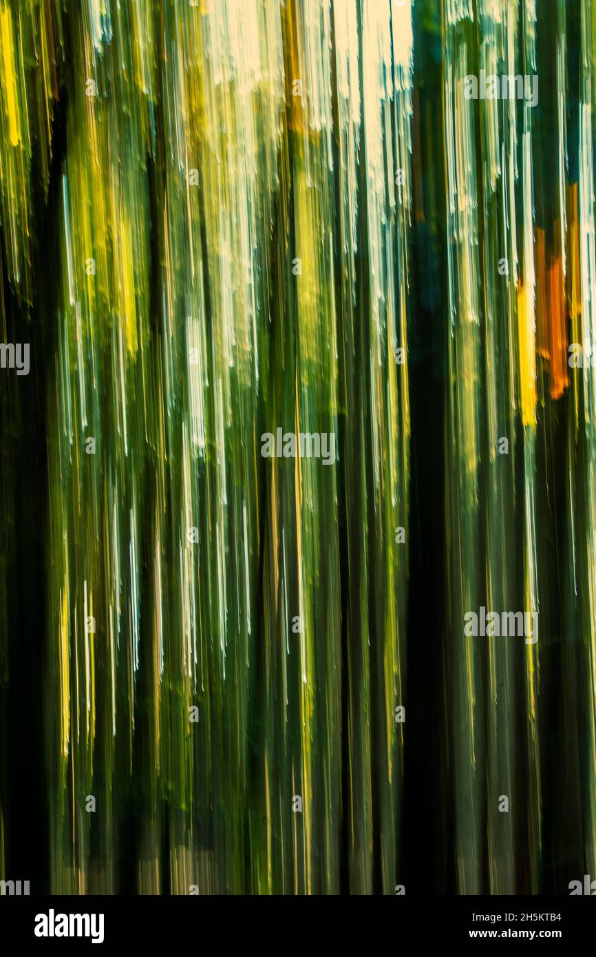 Abstract of trees in a forest Stock Photo - Alamy