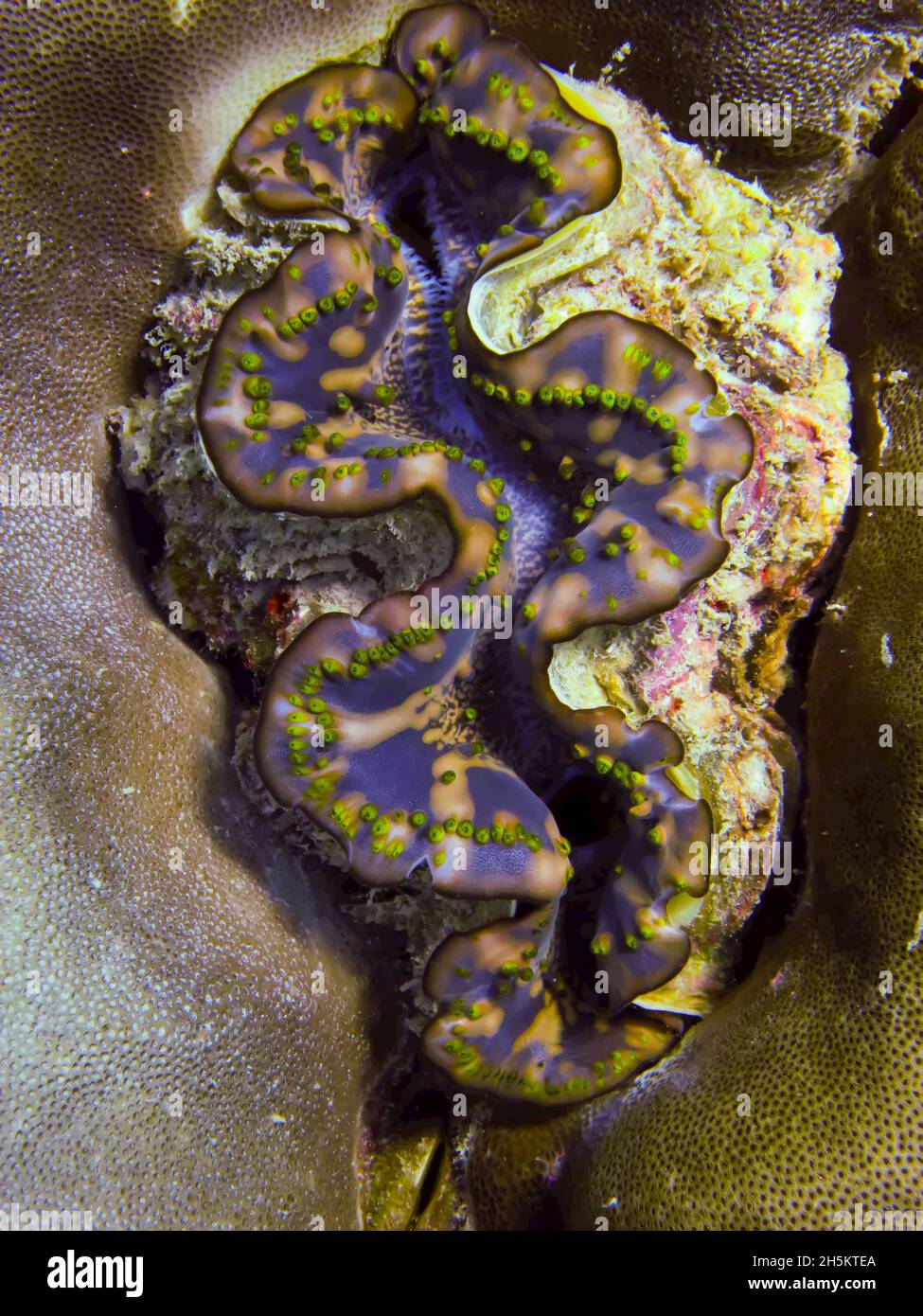 Clam lips hi-res stock photography and images - Alamy