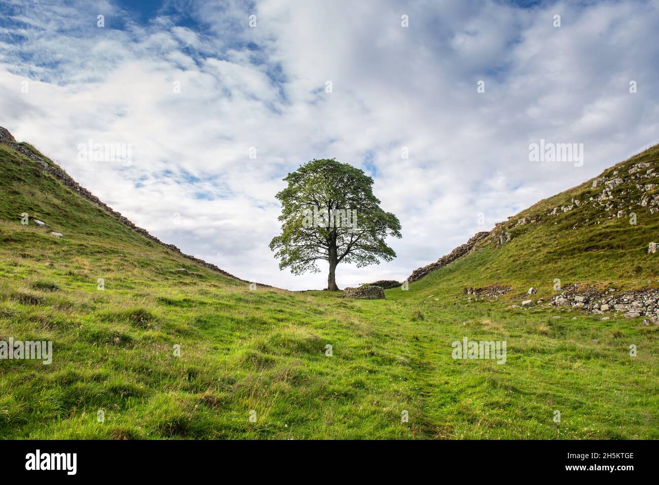Famous tree at Sycamore Gap by Hadrian's Wall in Northumberland ...