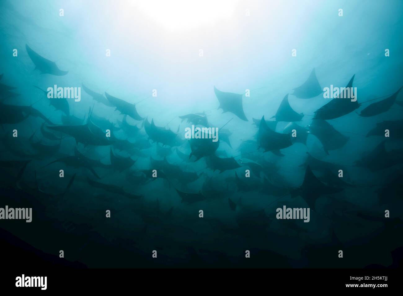 Mobula Rays schooling off of the Cabo Arch Stock Photo - Alamy