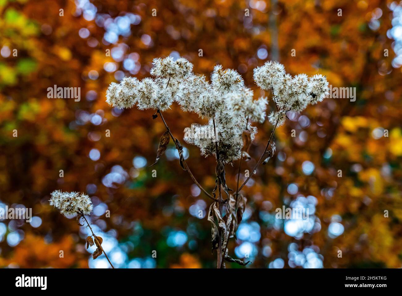 Bright background rainbow colored flower hi-res stock photography and ...