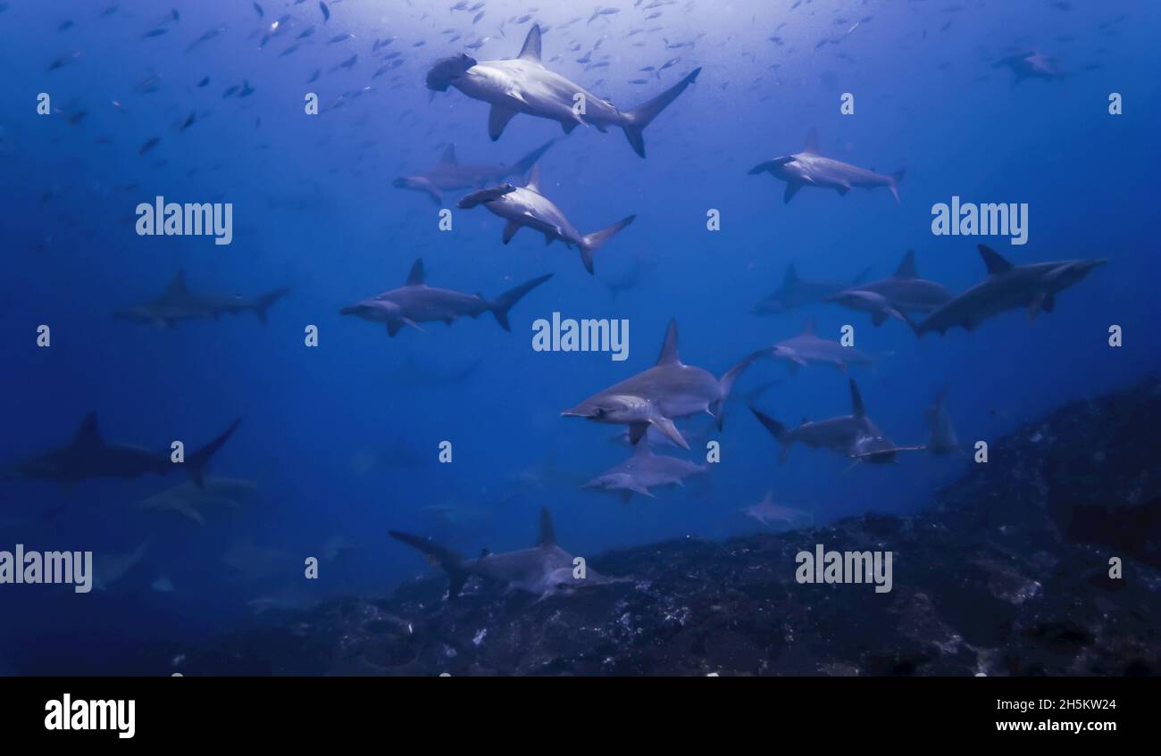 Side view hammerhead shark in hi-res stock photography and images - Alamy