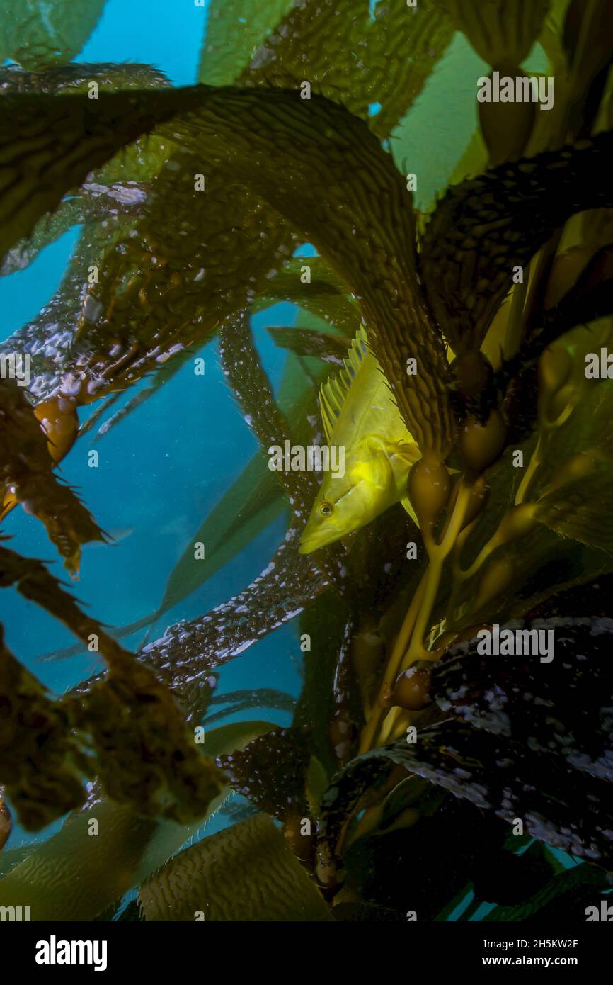 A kelp fish hides among the kelp in the Channel Islands Stock Photo - Alamy