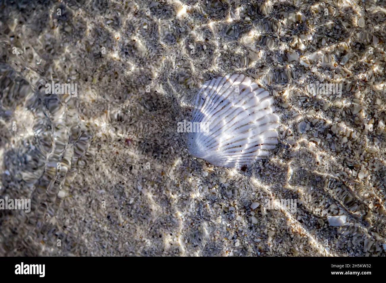 Light plays off a seashell just under the water's surface Stock Photo ...