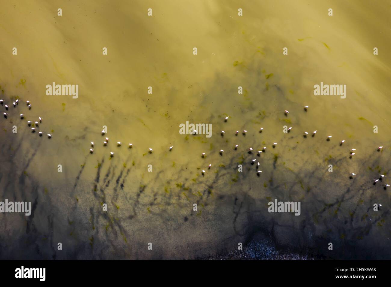 Rare andean flamingos leave trails through the green algae of this high ...