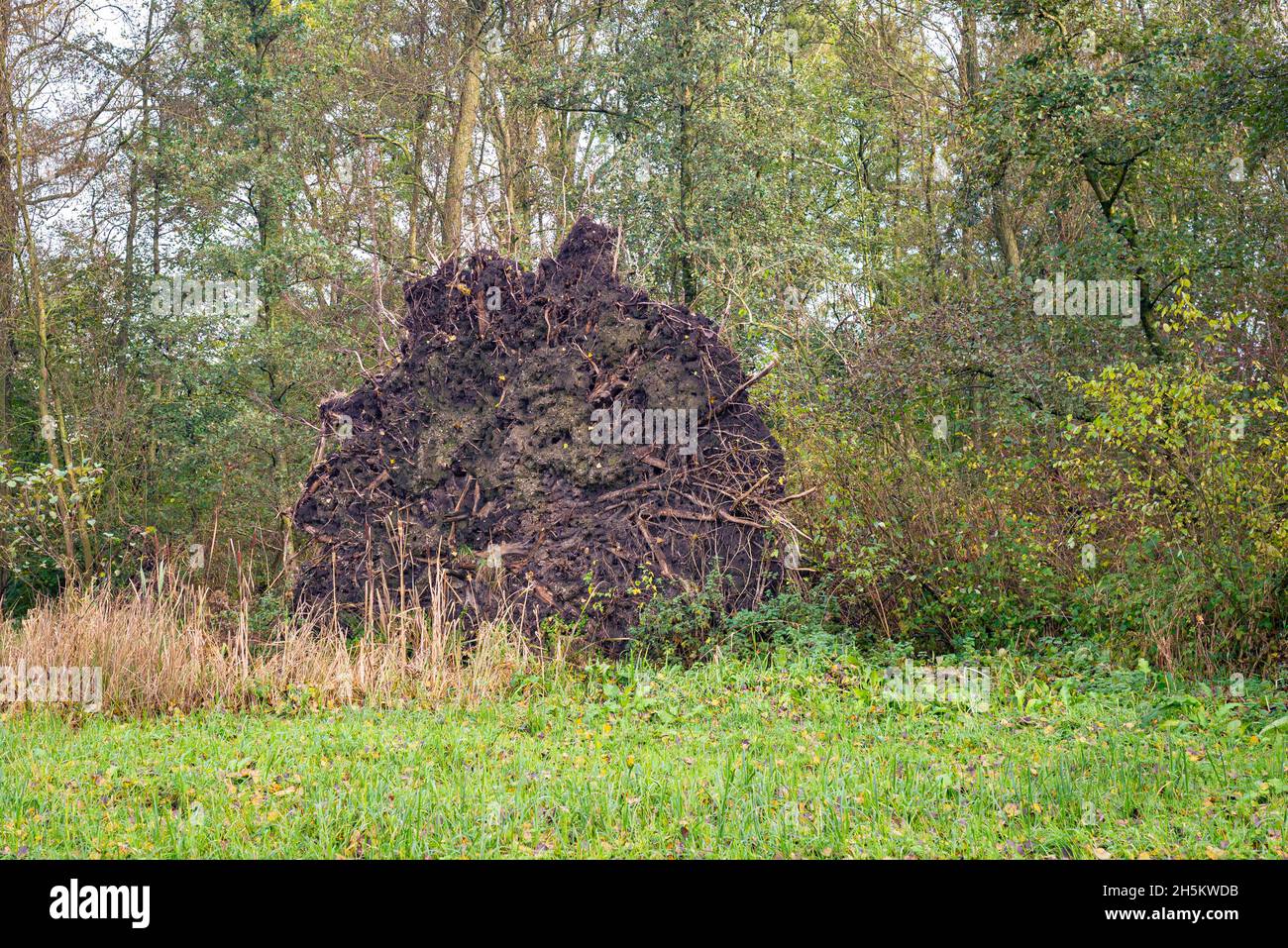 The roots of a huge fallen tree have lifted a large amount of soil ...